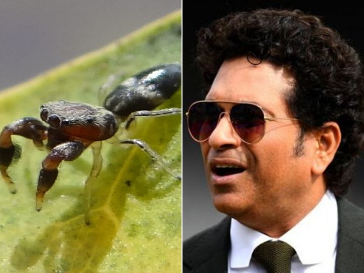 Marengo sachintendulkar: New Species Of Asian Jumping Spider Named ...